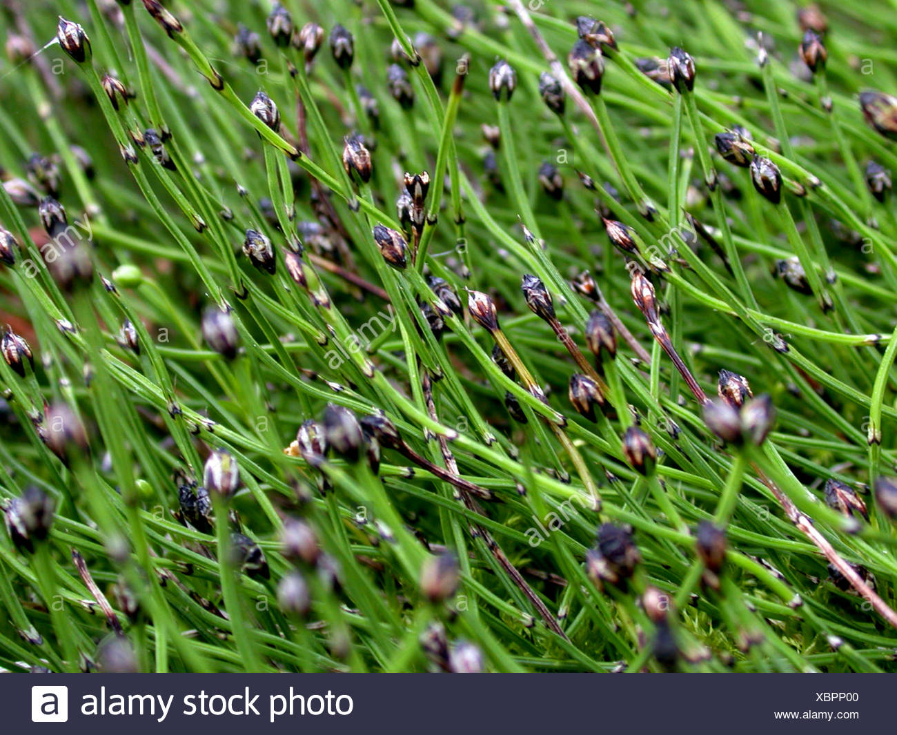 Horsetail Rush High Resolution Stock Photography and Images - Alamy
