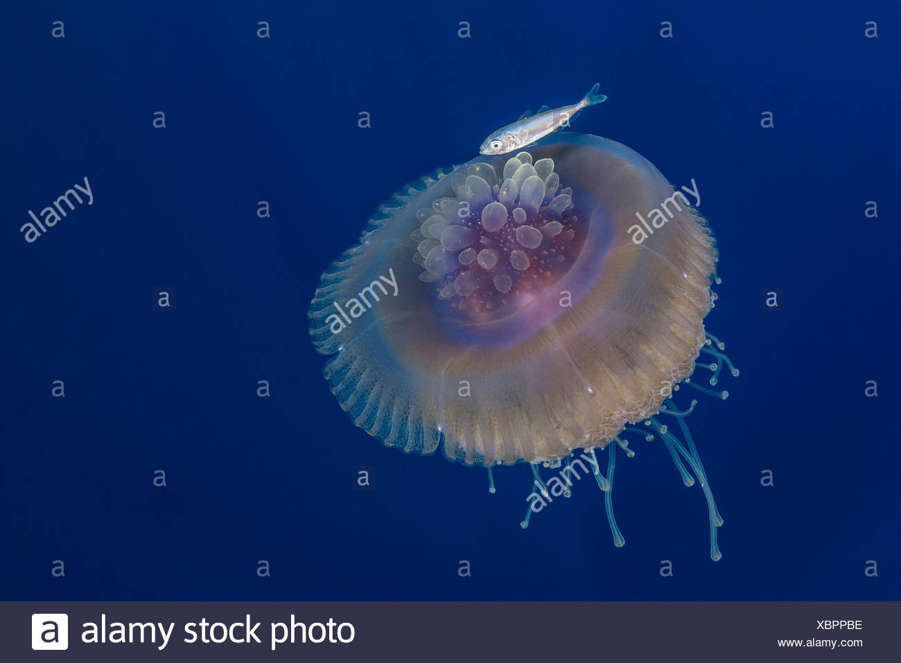 Jellyfish Cephea Cephea High Resolution Stock Photography and Images ...