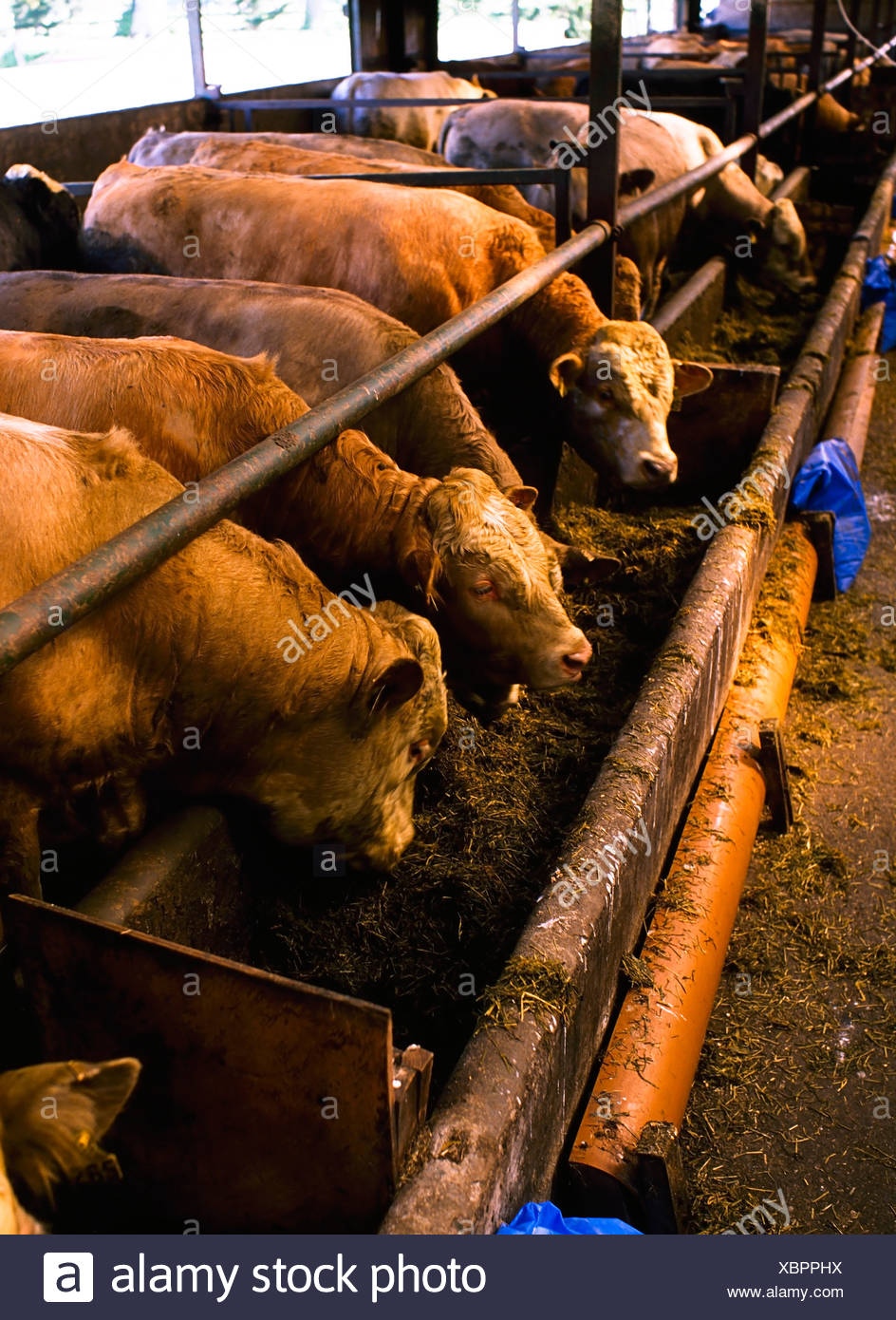 Store Cattle Stock Photos & Store Cattle Stock Images - Alamy
