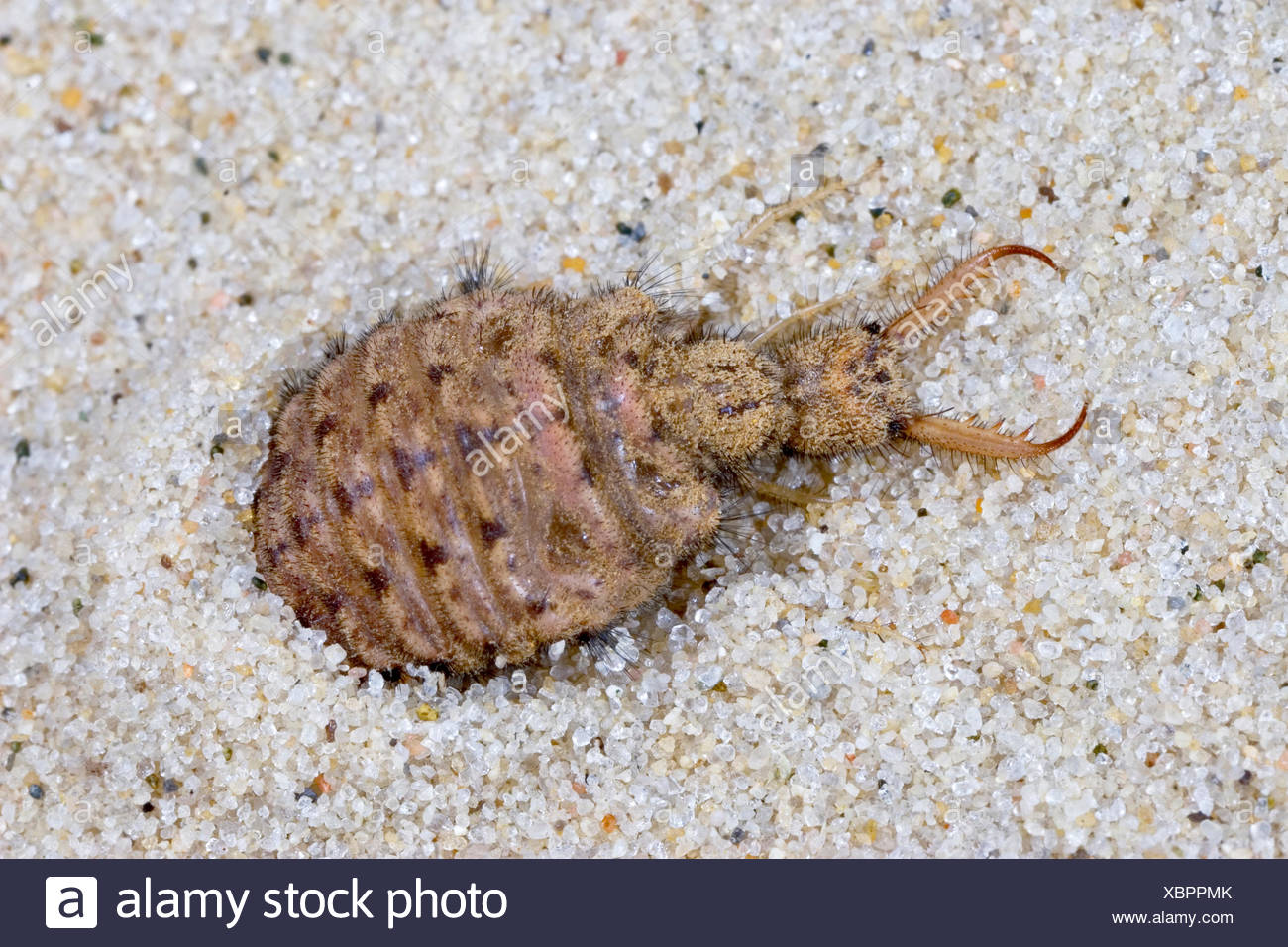 Antlion Euroleon Nostras High Resolution Stock Photography and Images ...