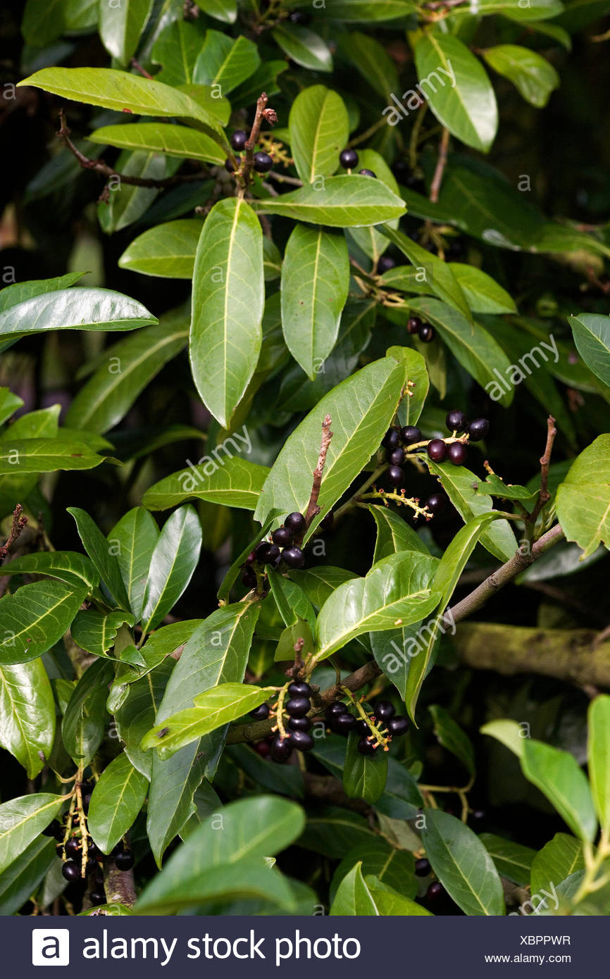 English Laurel Tree High Resolution Stock Photography and Images - Alamy