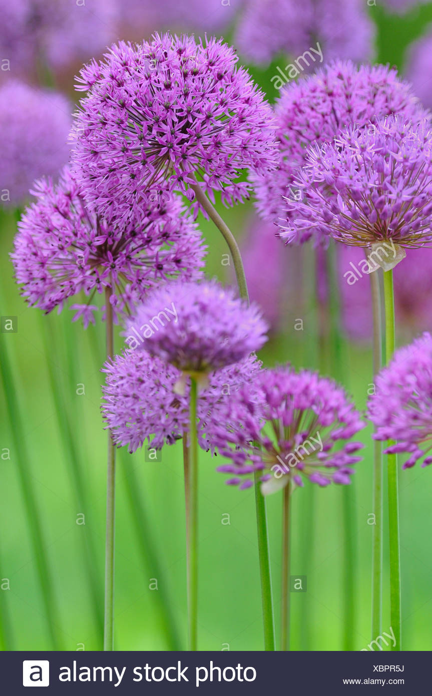 Persian Leek High Resolution Stock Photography and Images - Alamy
