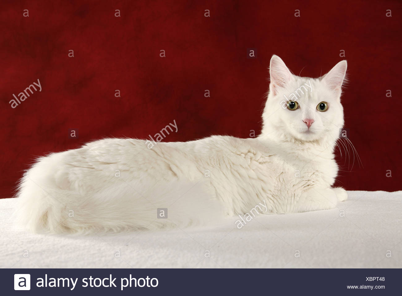 Turkish Van Cat Stock Photos & Turkish Van Cat Stock Images - Alamy