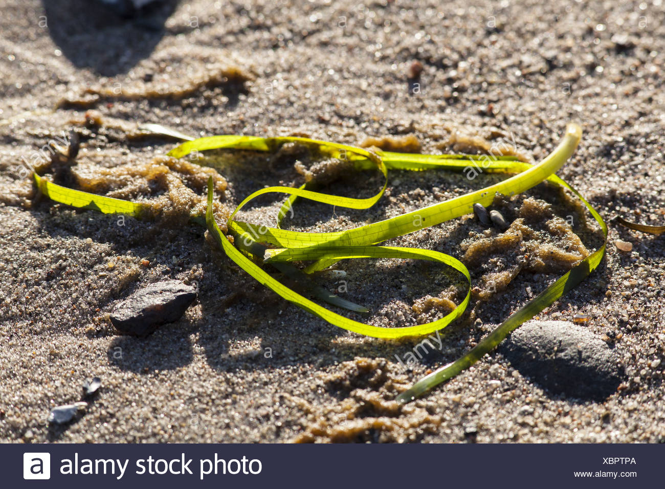 Froschloffelartige High Resolution Stock Photography and Images - Alamy