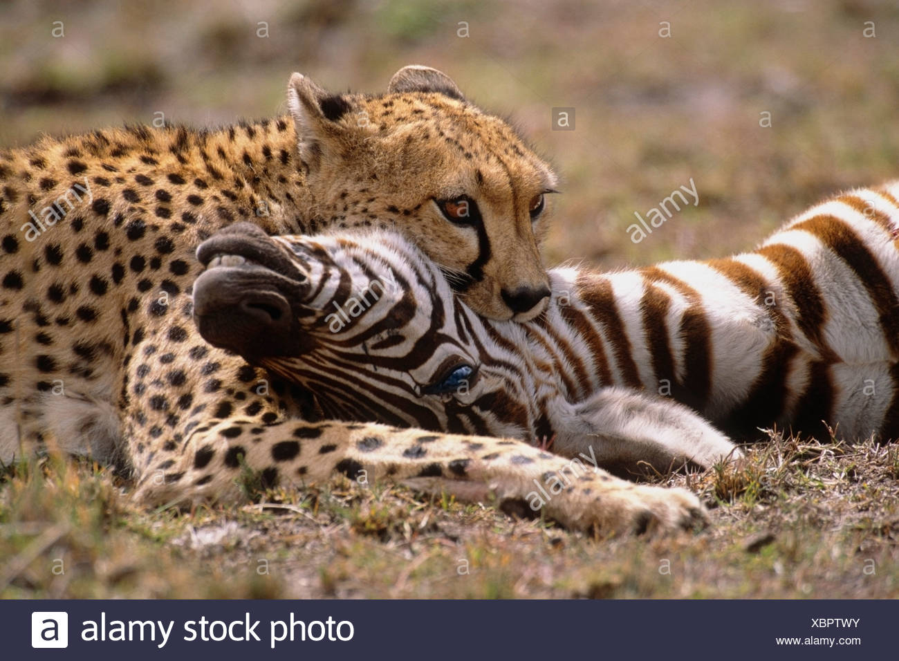 Cheetah Hunting Zebra High Resolution Stock Photography and Images - Alamy