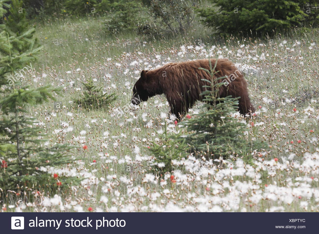 Schwarzbar High Resolution Stock Photography and Images - Alamy