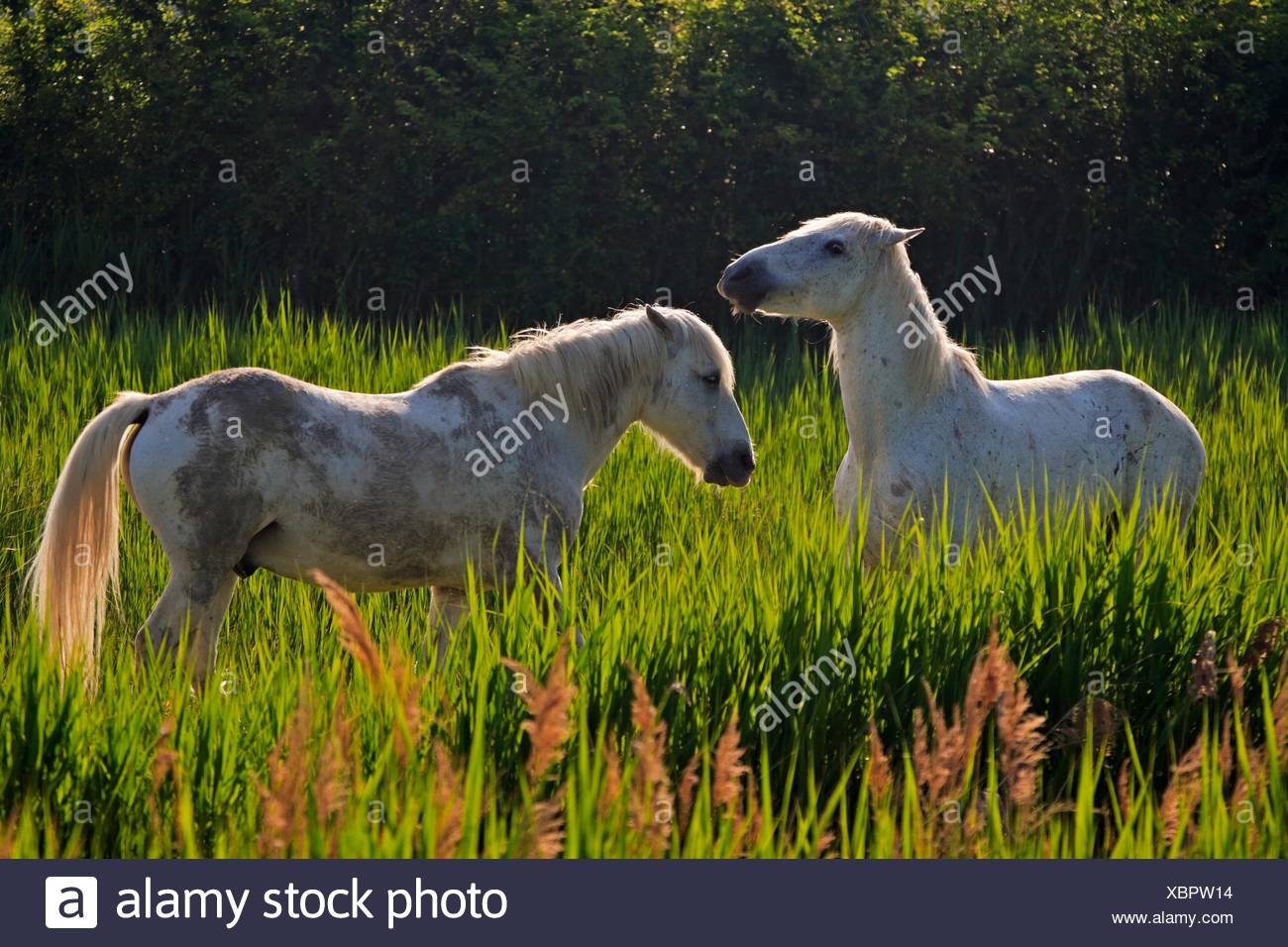 Carmargue France High Resolution Stock Photography and Images - Alamy
