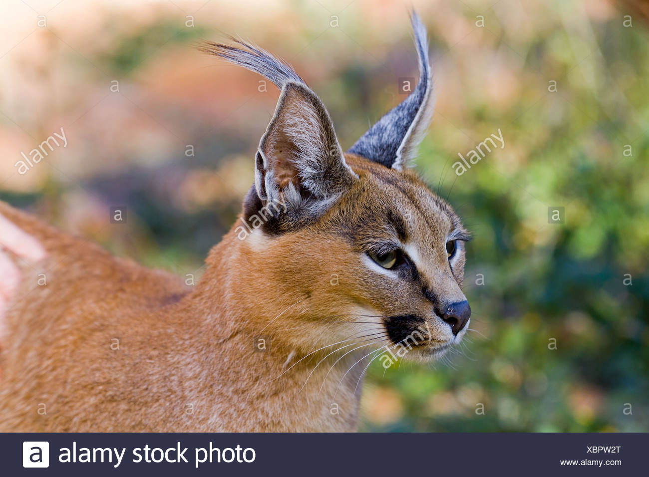 Caracals High Resolution Stock Photography and Images - Alamy