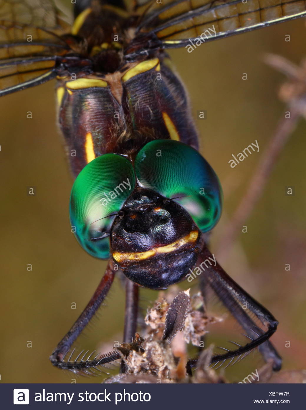 Coryphaeschna Ingens High Resolution Stock Photography and Images - Alamy