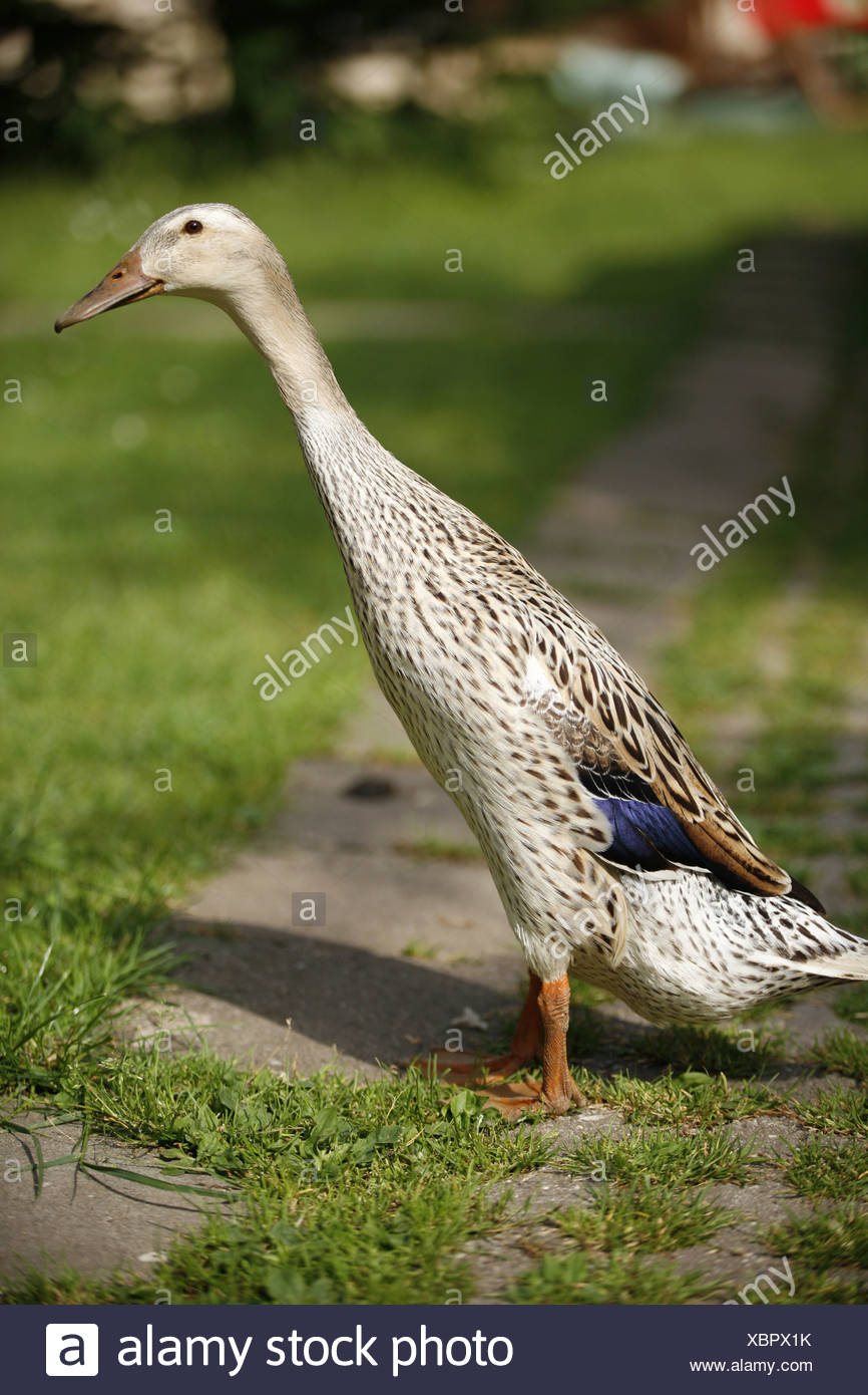Laufente High Resolution Stock Photography and Images - Alamy
