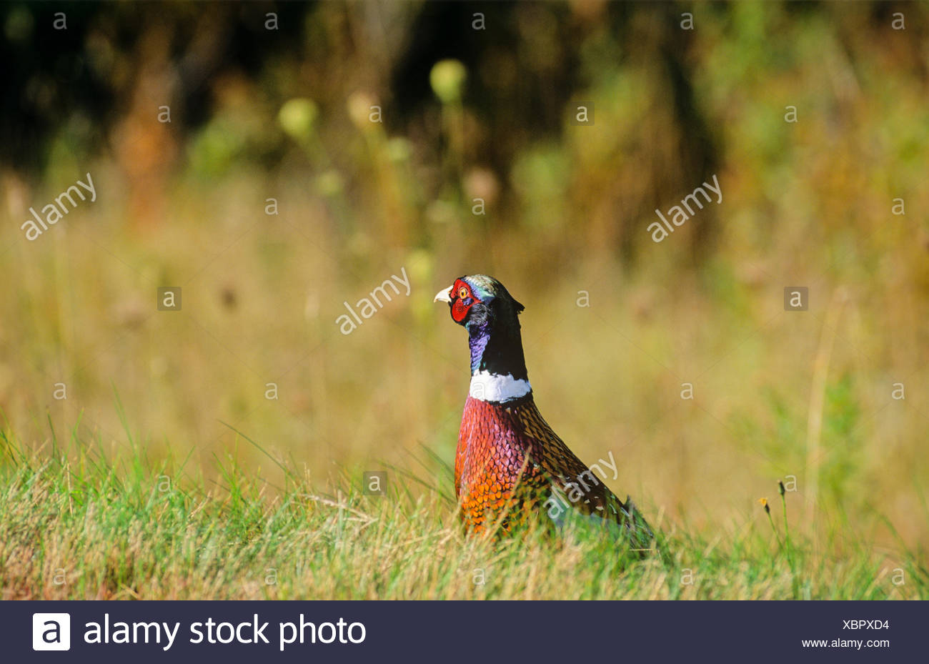 Ring Necked Pheasants High Resolution Stock Photography and Images - Alamy
