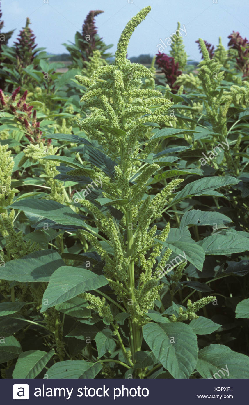 Amaranth Plant High Resolution Stock Photography and Images - Alamy