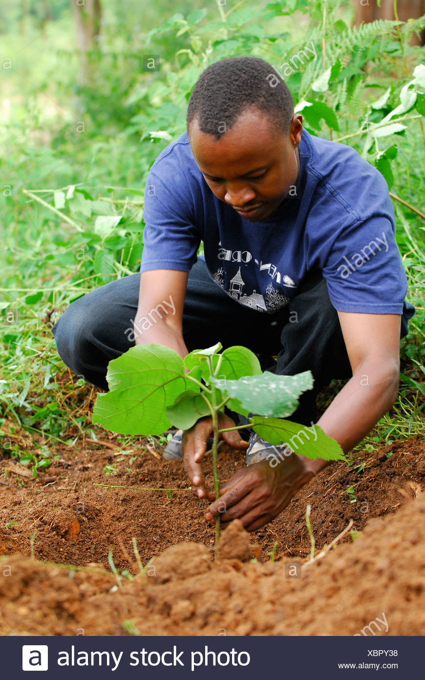 Reforestation Africa High Resolution Stock Photography and Images - Alamy