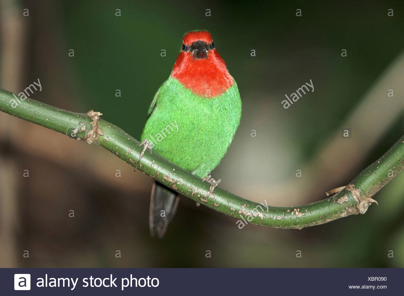 Red Throated Finch Stock Photos & Red Throated Finch Stock Images - Alamy