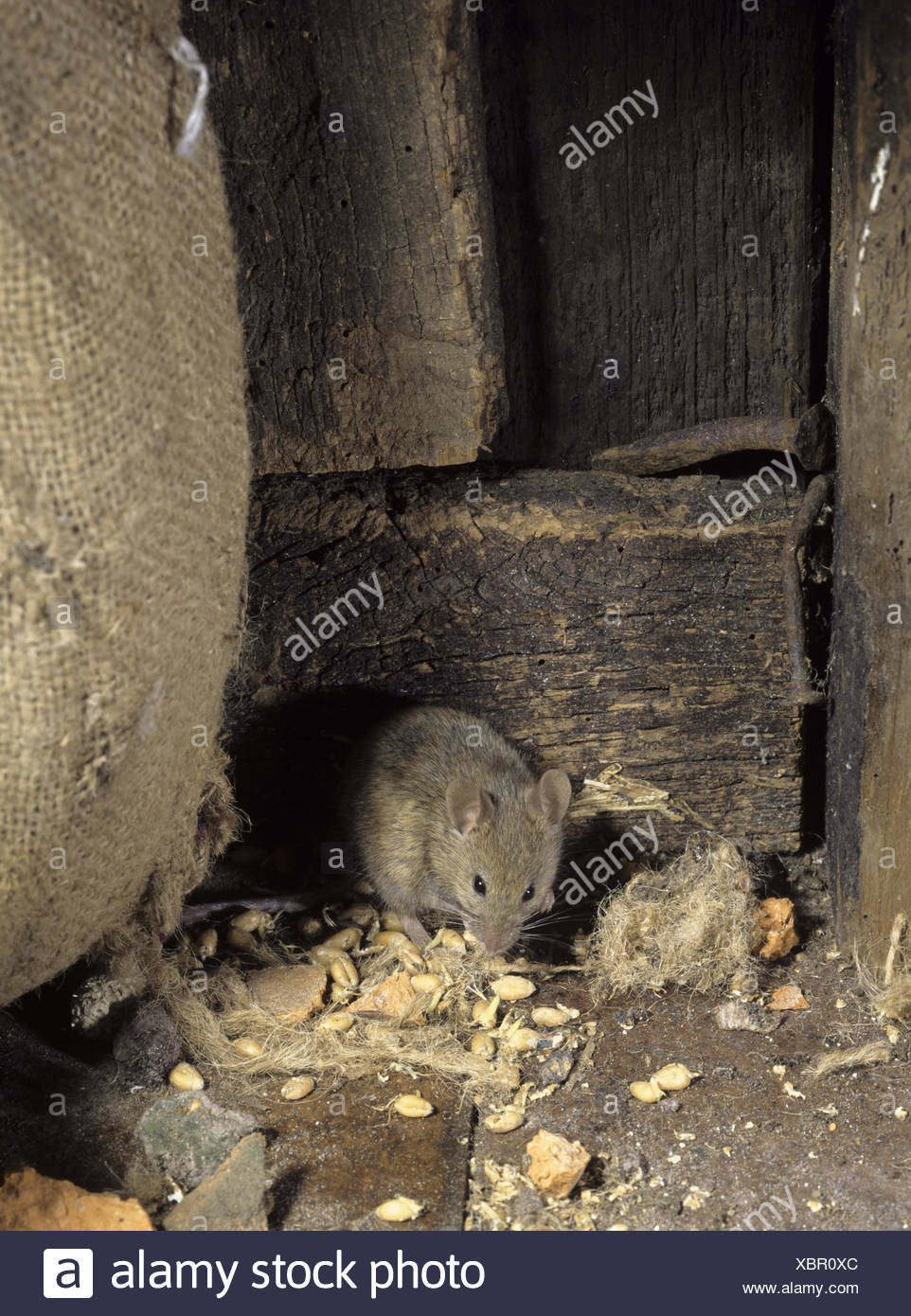 Yellow Neck Mice High Resolution Stock Photography and Images - Alamy