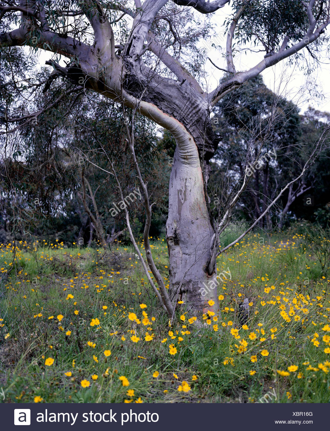 Yellow Australian Native Flora Australia Gum Tree Stock Photos & Yellow ...