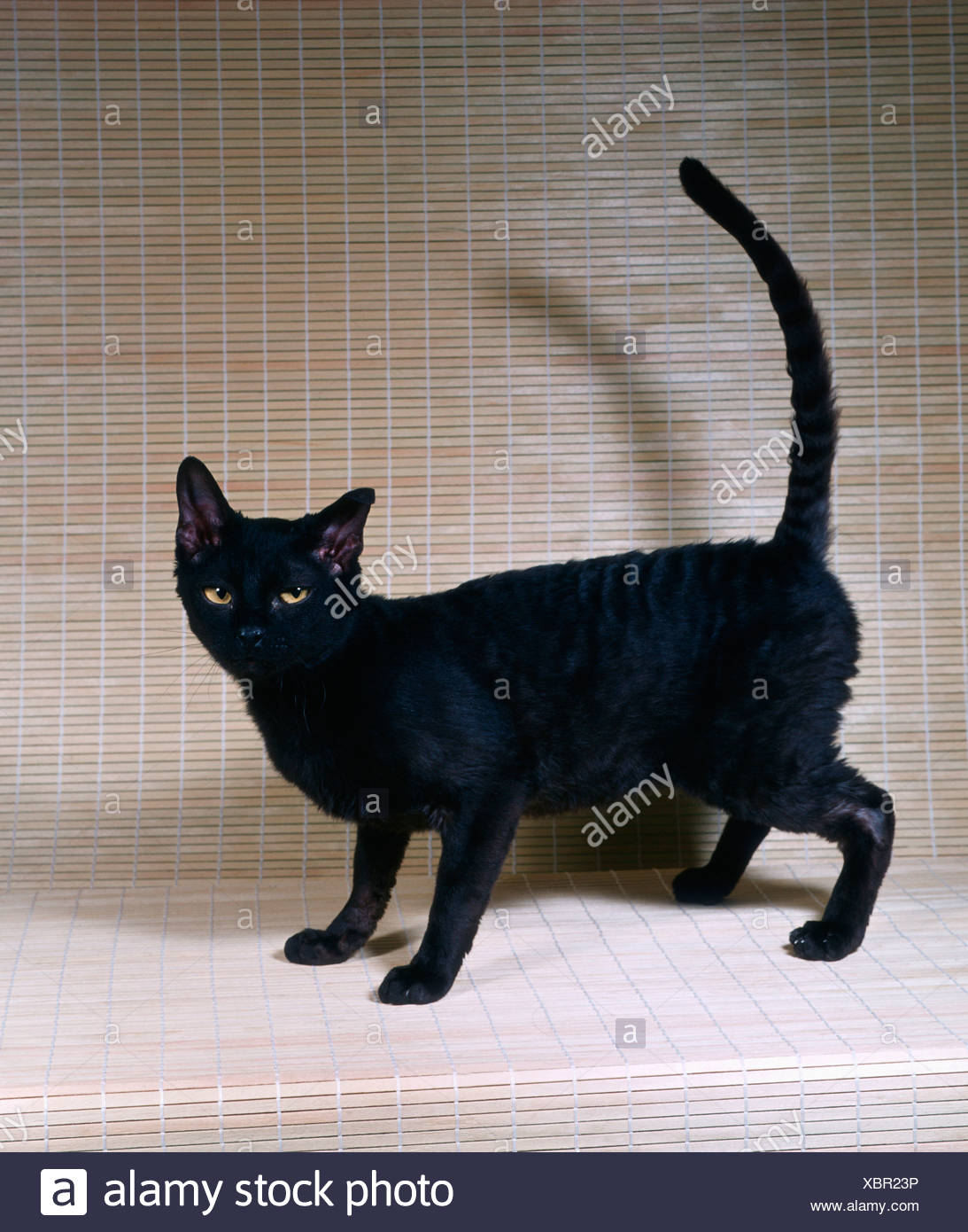 German Rex Cat High Resolution Stock Photography and Images - Alamy