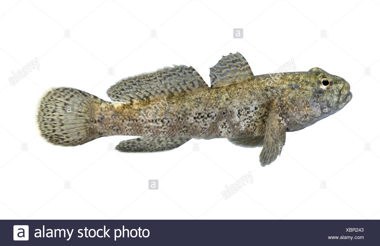 Sand Gobies High Resolution Stock Photography and Images - Alamy