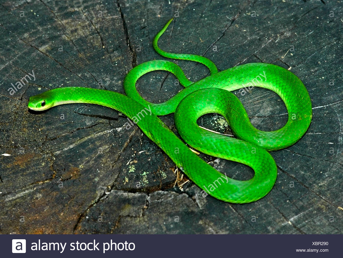 Bright Green Snake Stock Photos & Bright Green Snake Stock Images - Alamy