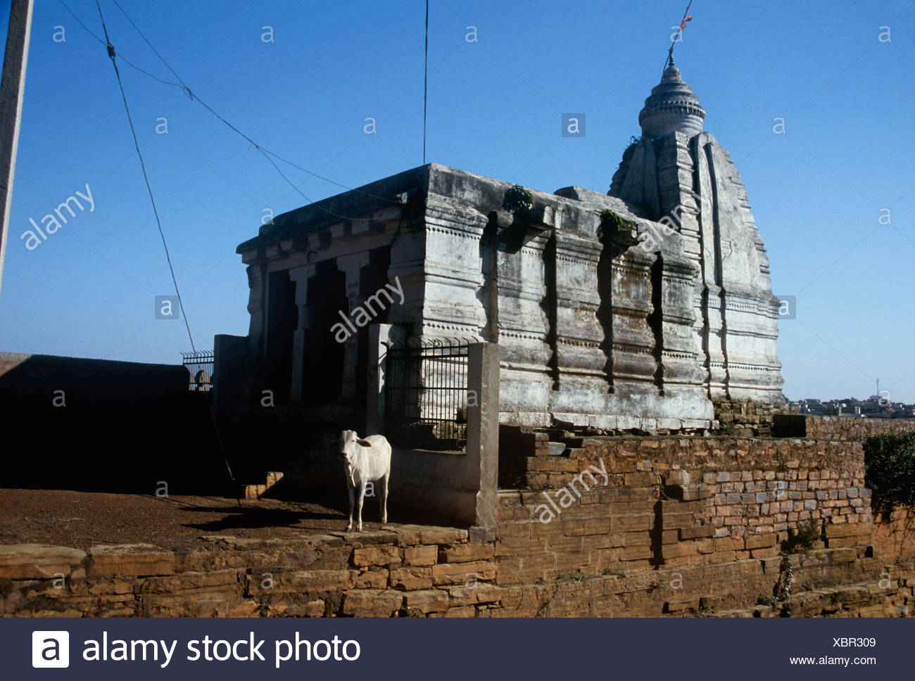 Cow Worship High Resolution Stock Photography and Images - Alamy