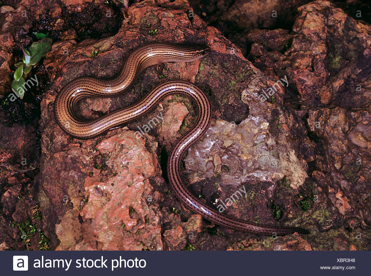 Snake With Legs High Resolution Stock Photography and Images - Alamy