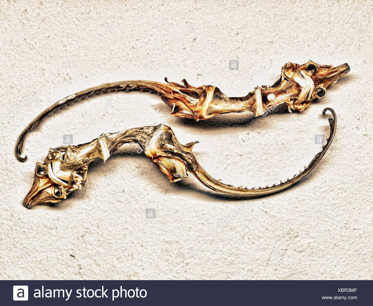 Spine Animals High Resolution Stock Photography and Images - Alamy