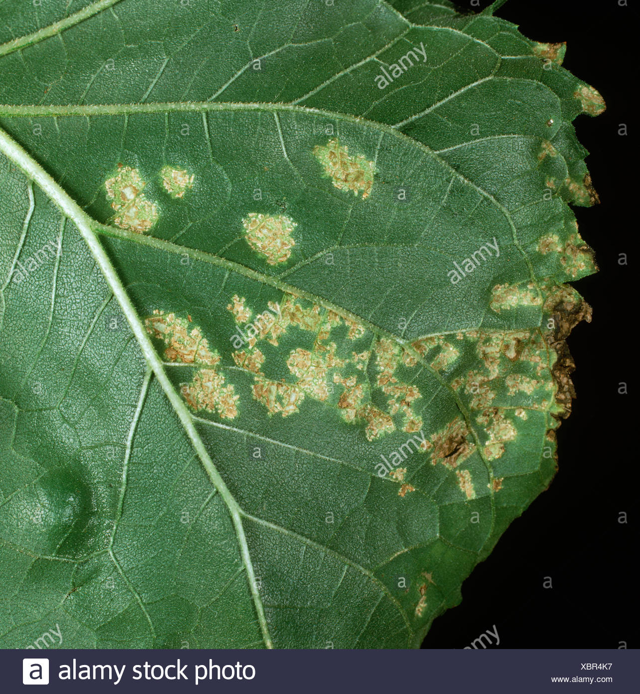 Albugo High Resolution Stock Photography and Images - Alamy