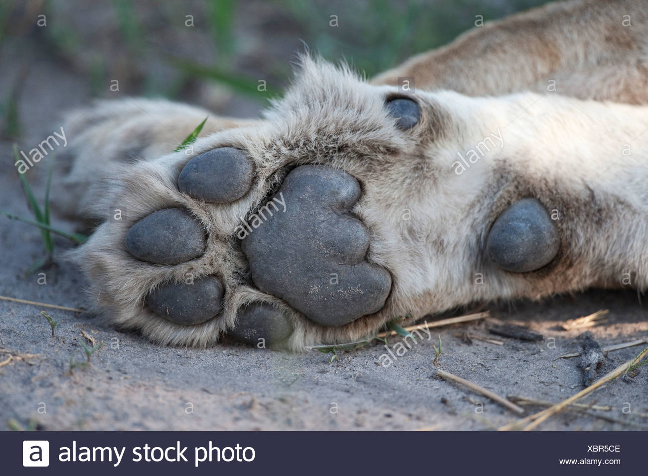 Foot Pads High Resolution Stock Photography and Images - Alamy
