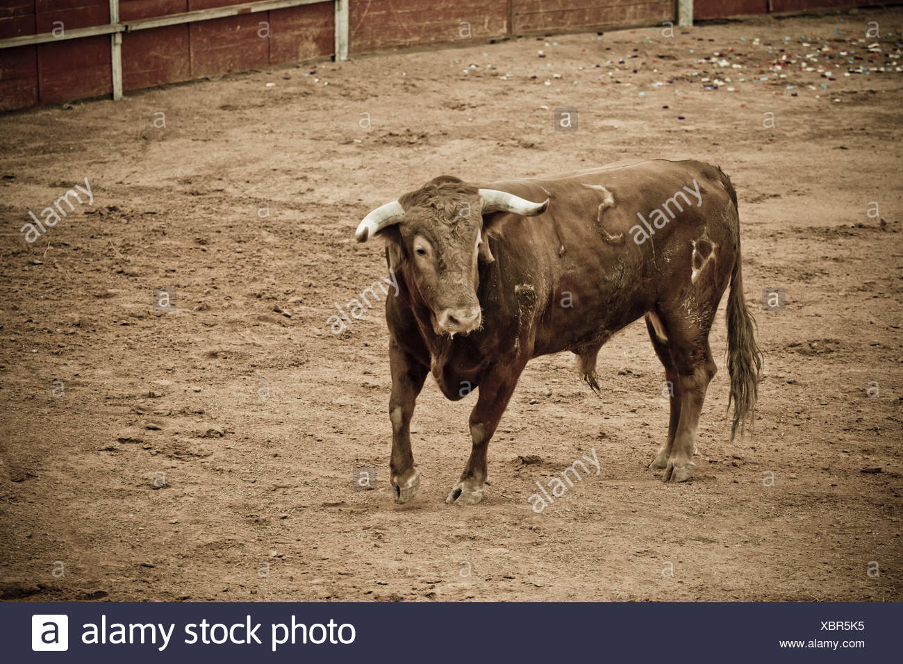 Dangerous Bull Stock Photos & Dangerous Bull Stock Images - Alamy