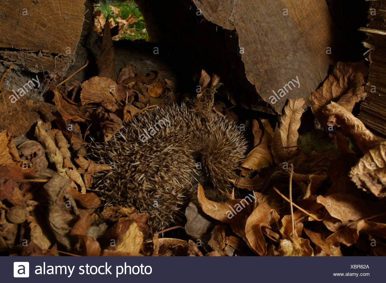 Dead Hedgehog Stock Photos & Dead Hedgehog Stock Images - Alamy
