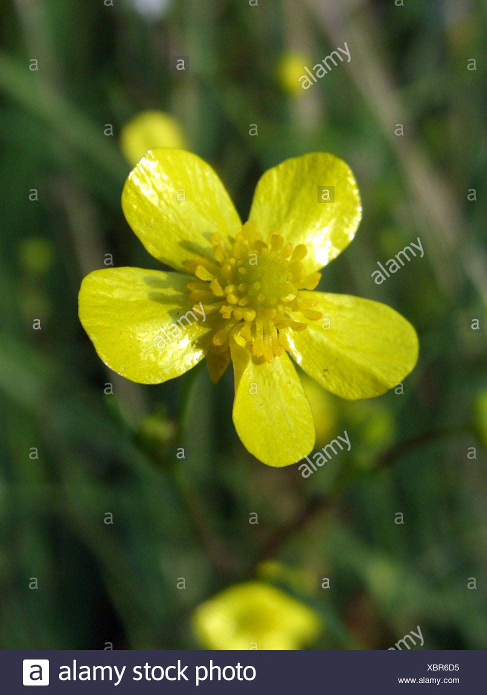 Lesser Spearwort Ranunculus High Resolution Stock Photography and ...