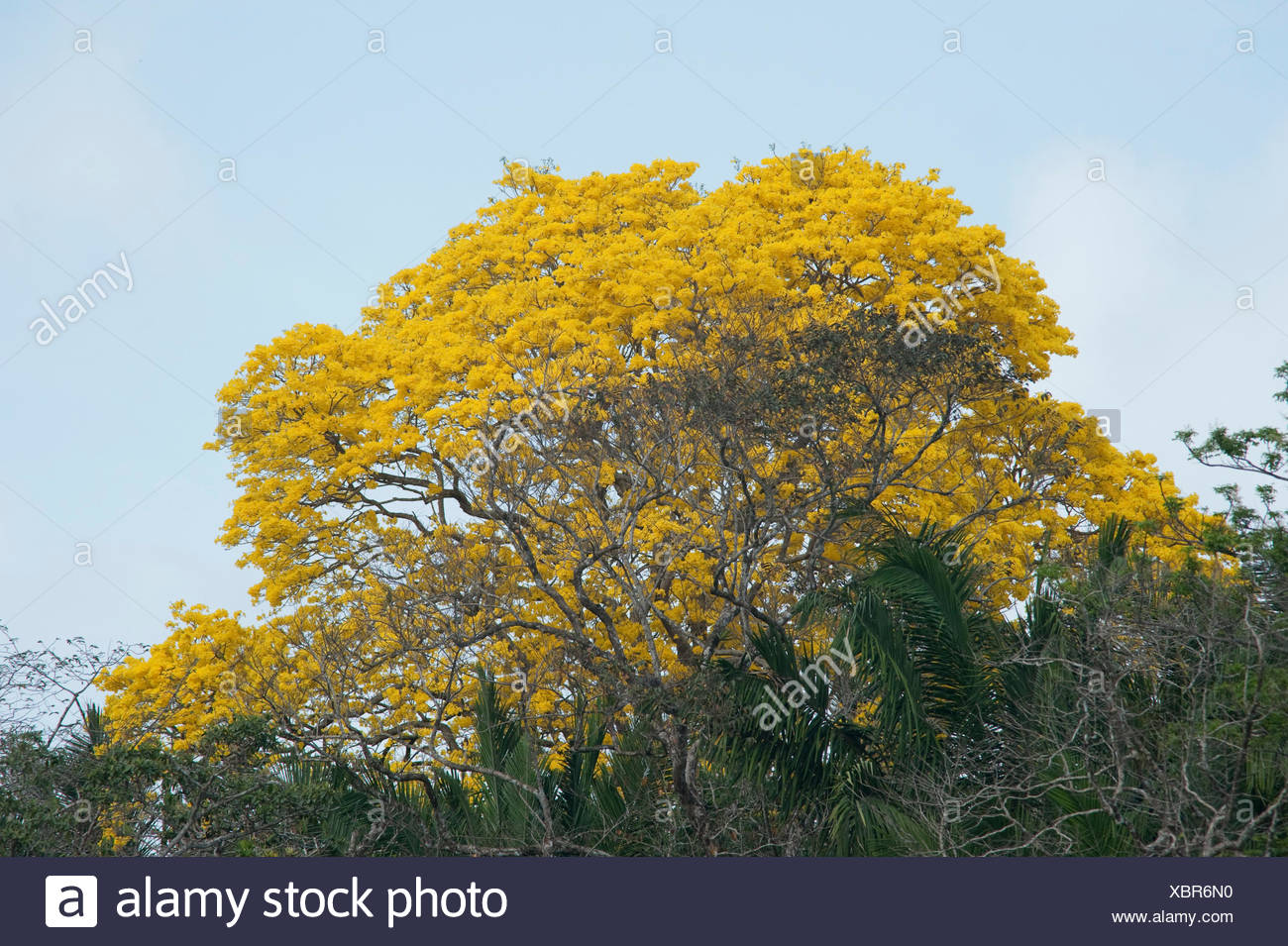 Tabebuia High Resolution Stock Photography and Images - Alamy