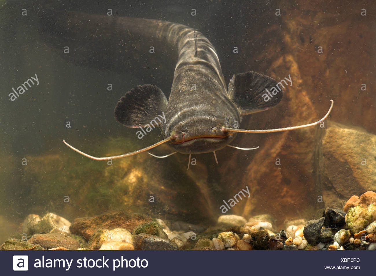 Catfish High Resolution Stock Photography and Images - Alamy