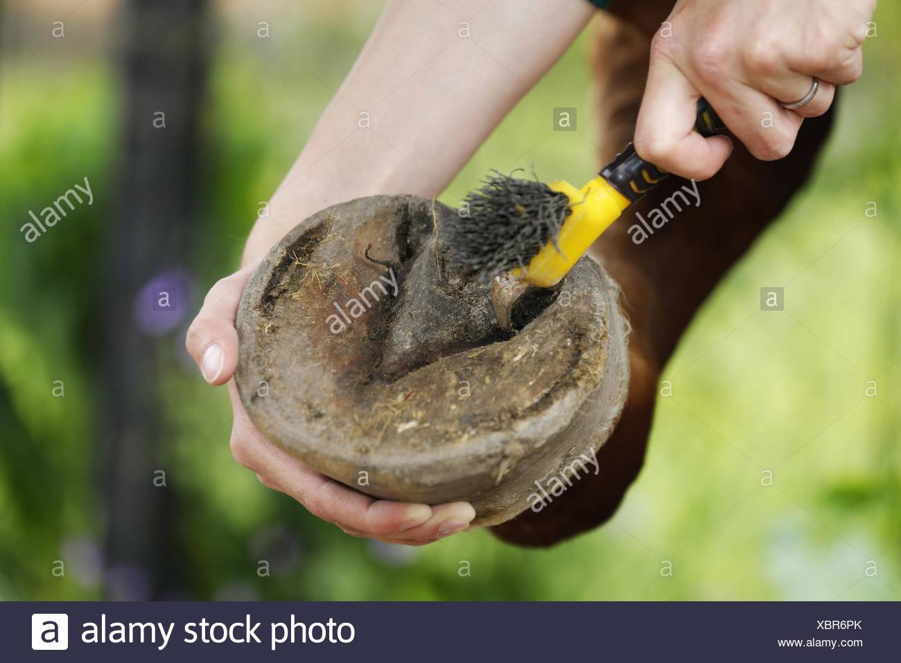 Grooming Horses High Resolution Stock Photography and Images - Alamy