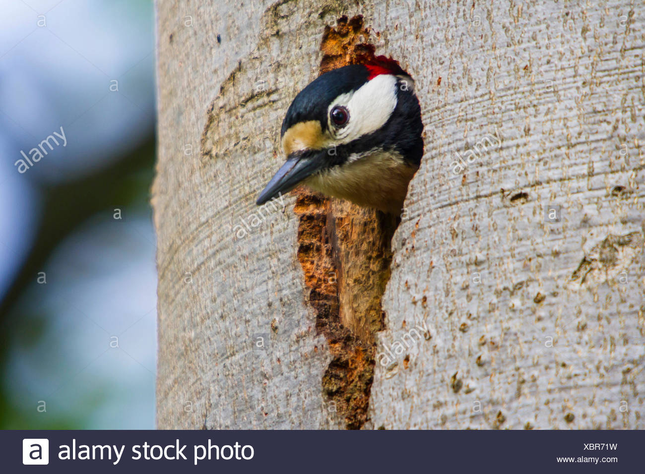 Nisthoehle High Resolution Stock Photography and Images - Alamy