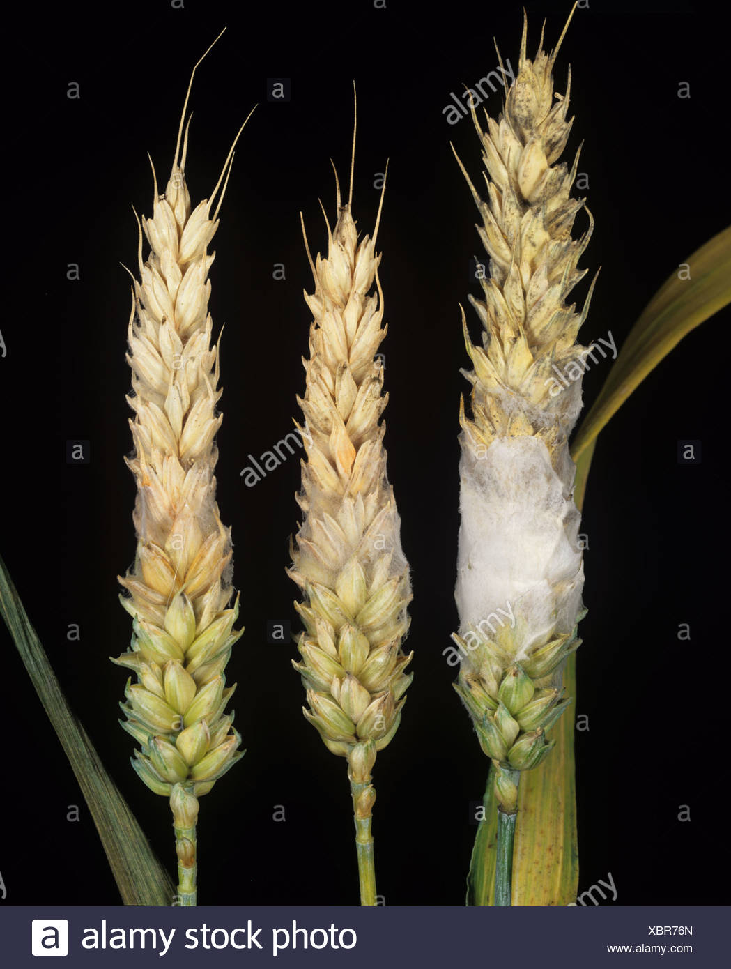 Incubated High Resolution Stock Photography and Images - Alamy