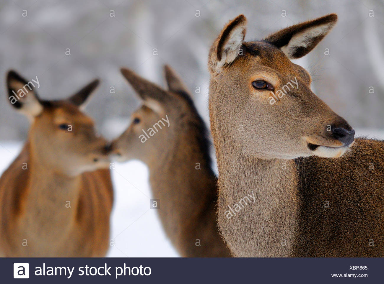 Pre Orbital Glands High Resolution Stock Photography and Images - Alamy