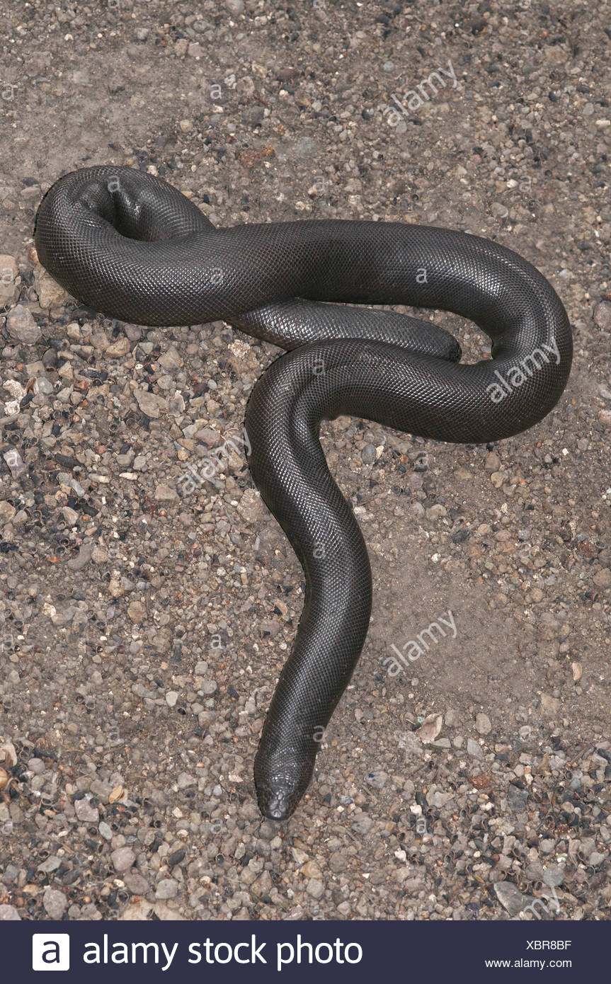 Indian Constrictor Snake High Resolution Stock Photography and Images ...