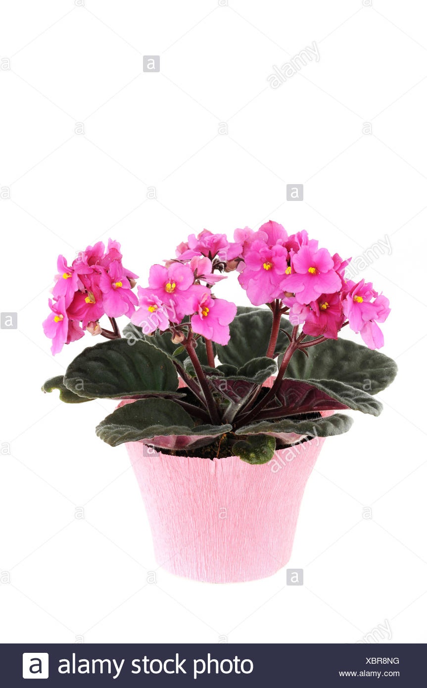 Veilchen High Resolution Stock Photography and Images - Alamy