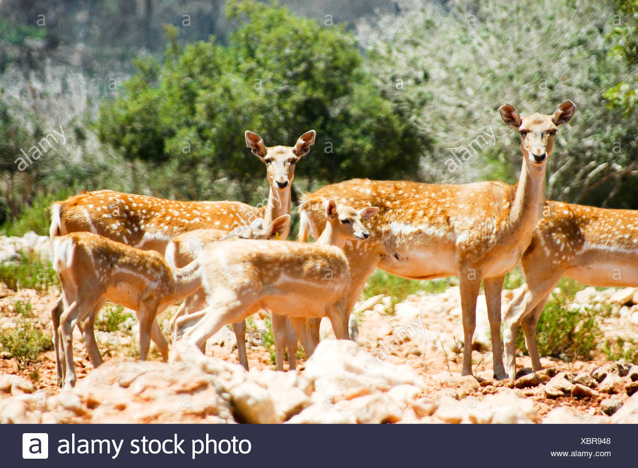 Persian Fallow Deer High Resolution Stock Photography and Images - Alamy