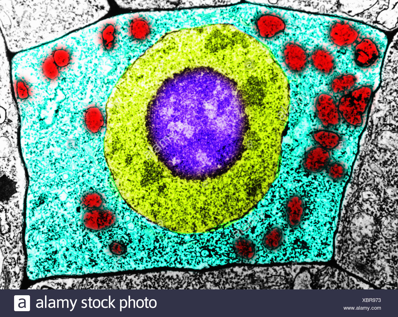 Organelle And Micrograph Stock Photos & Organelle And Micrograph Stock ...