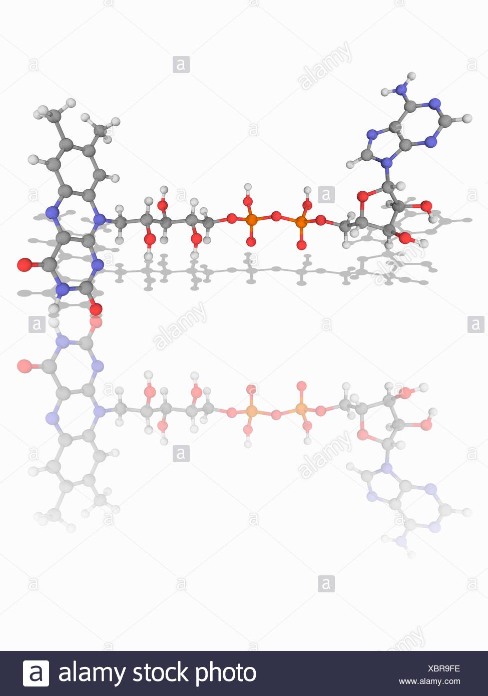 Flavin Adenine Dinucleotide Molecular Model High Resolution Stock ...
