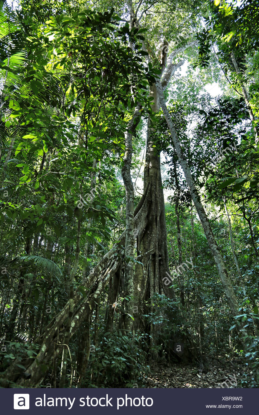 Plants Large Jungle High Resolution Stock Photography and Images - Alamy