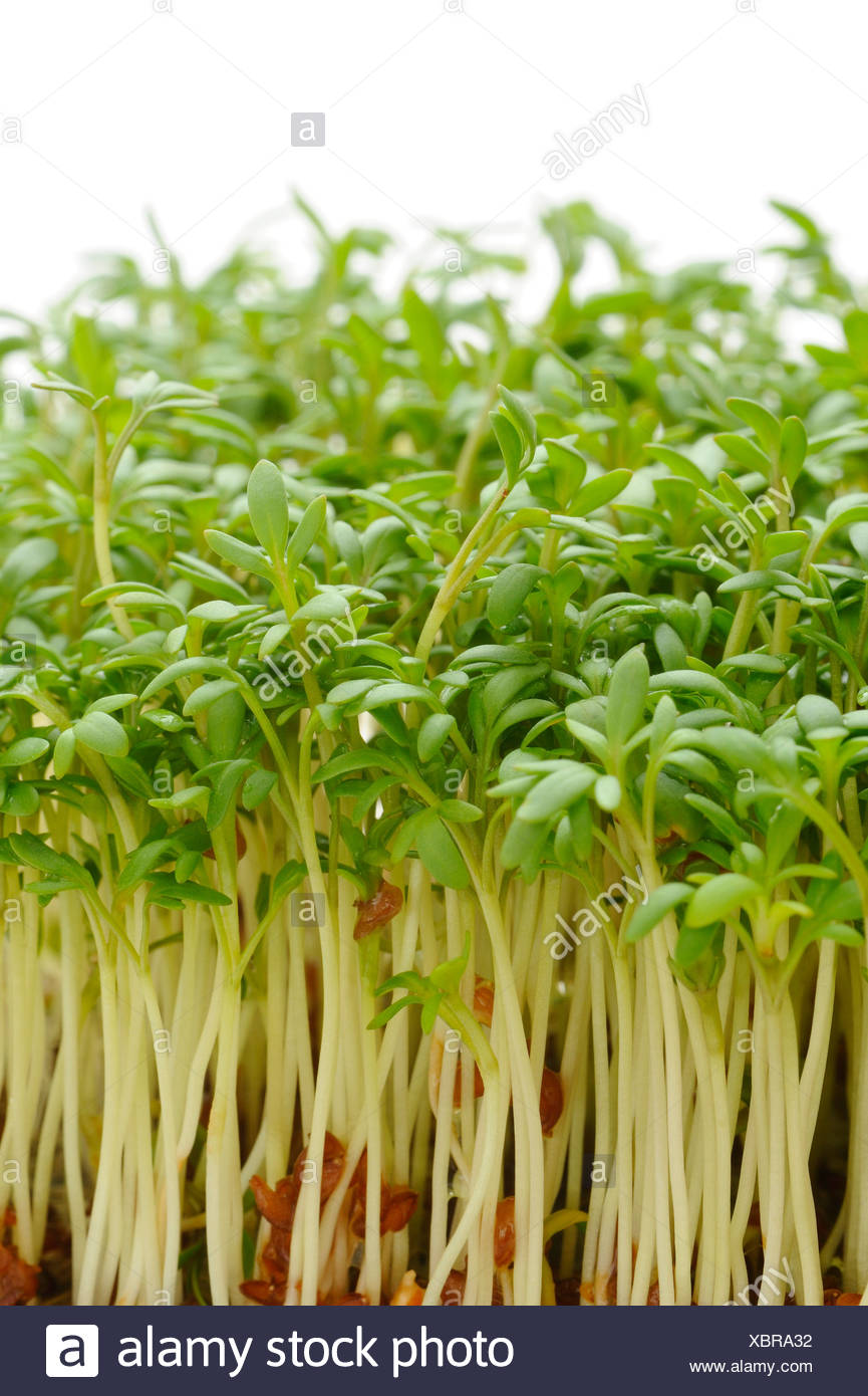 Garden Cress High Resolution Stock Photography and Images - Alamy