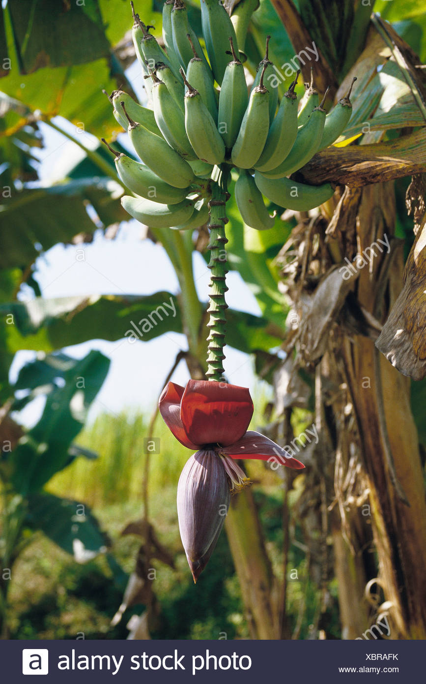 Musaceae High Resolution Stock Photography and Images - Alamy