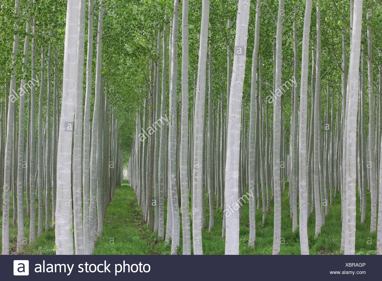 Large Trunks High Resolution Stock Photography and Images - Alamy