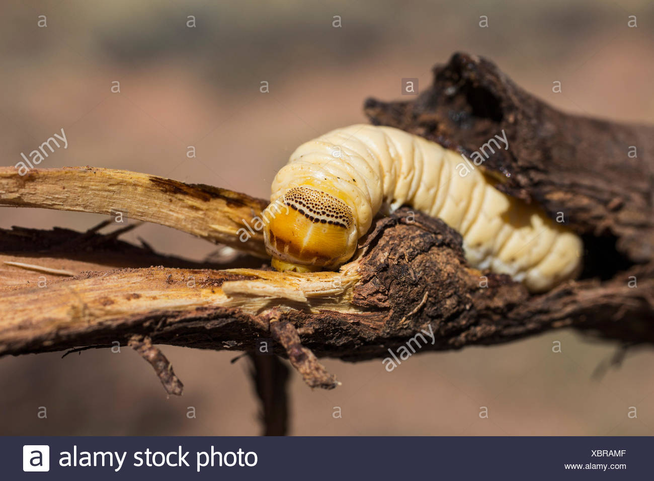 Witchetty Grub Australia High Resolution Stock Photography and Images ...
