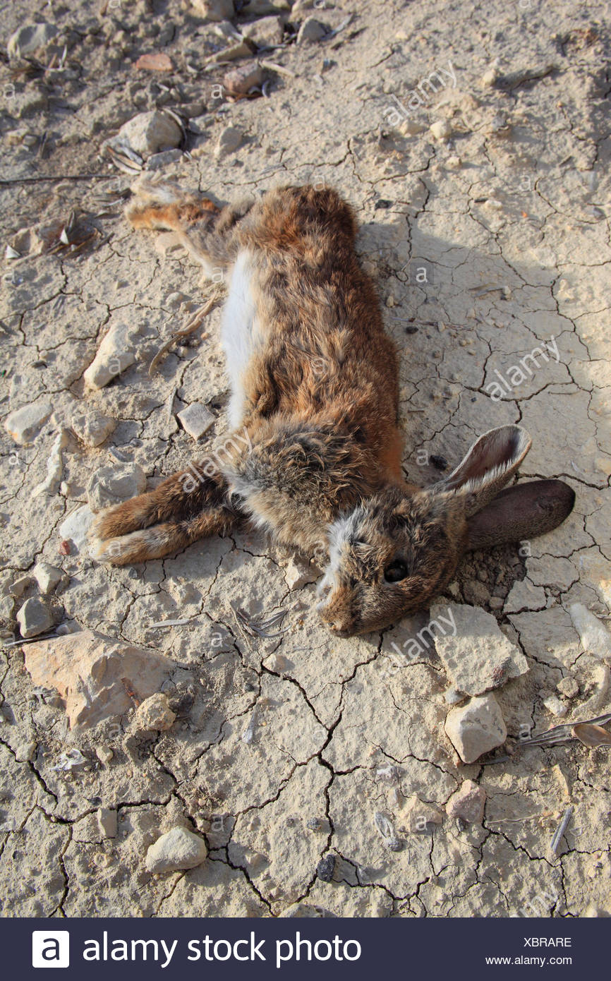 Animal Dead Body Lying Stock Photos & Animal Dead Body Lying Stock ...