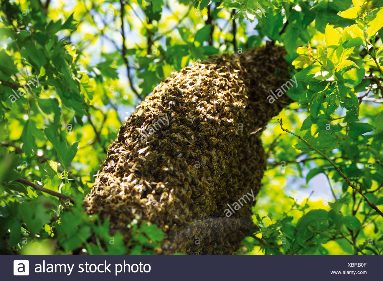 Bees Nest Trunk Stock Photos & Bees Nest Trunk Stock Images - Alamy