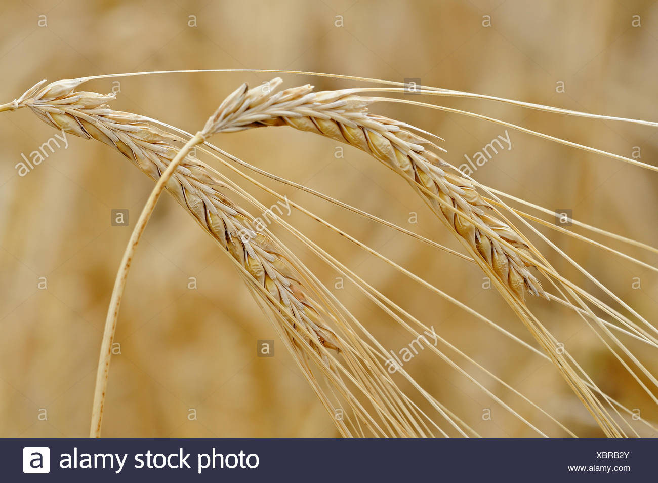2 Row Barley High Resolution Stock Photography and Images - Alamy